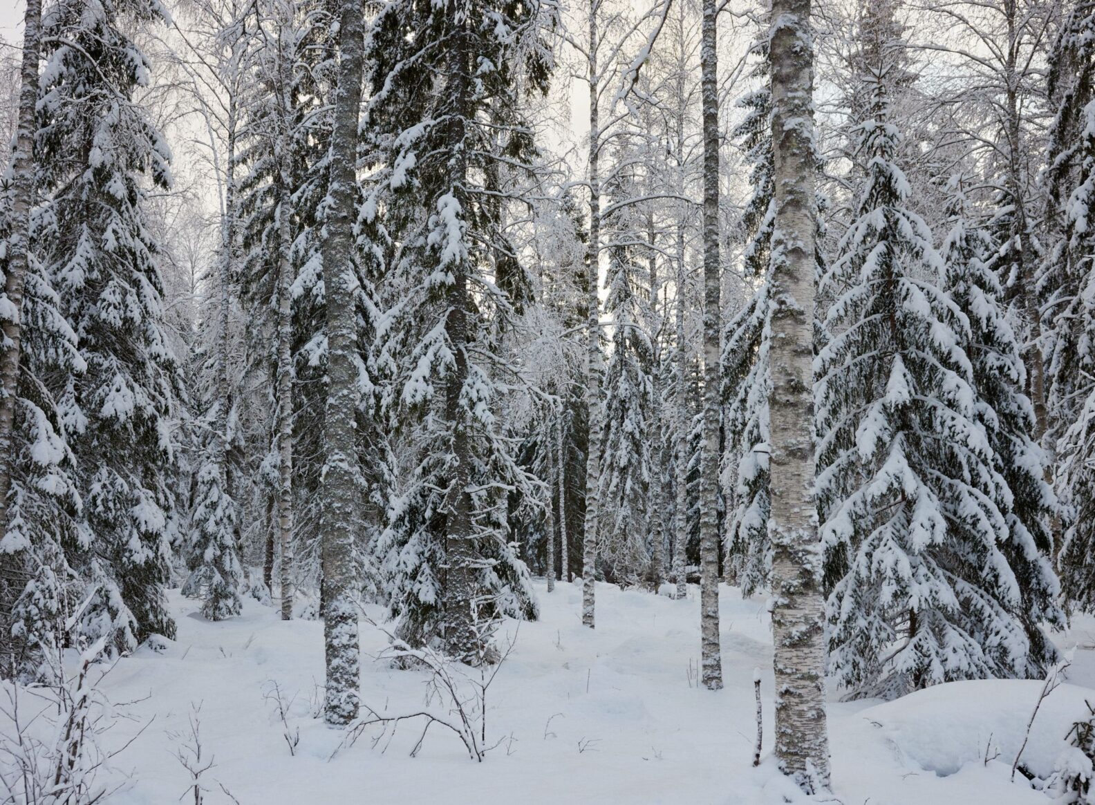 Forest Collection – celebrating natural variations in wood by Artek and design studio ...